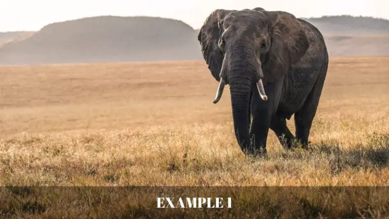 What Are The Elements and Principles of Photography? - Pixobo ...