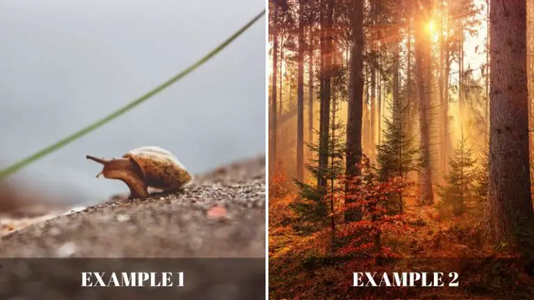 What Are The Elements and Principles of Photography? - Pixobo ...