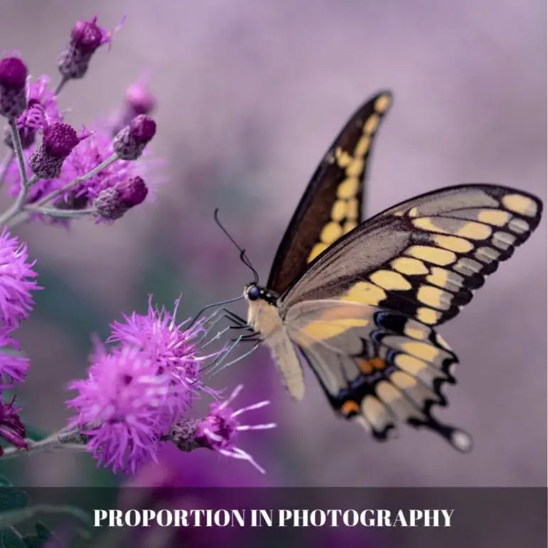 What Are The Elements and Principles of Photography? - Pixobo ...