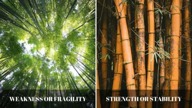 What Are The Elements and Principles of Photography? - Pixobo ...