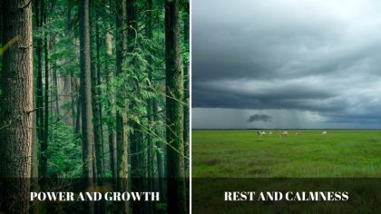 What Are The Elements and Principles of Photography? - Pixobo ...